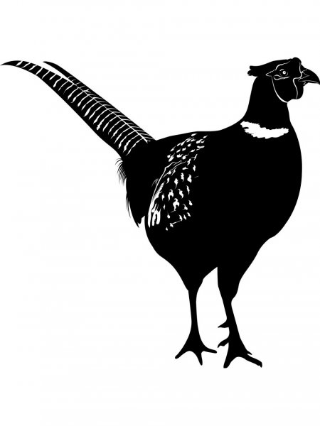 Pheasant stencils and templates - Free PDF Printables