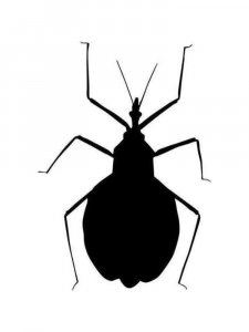 Beetle stencils and templates - Free PDF Printables